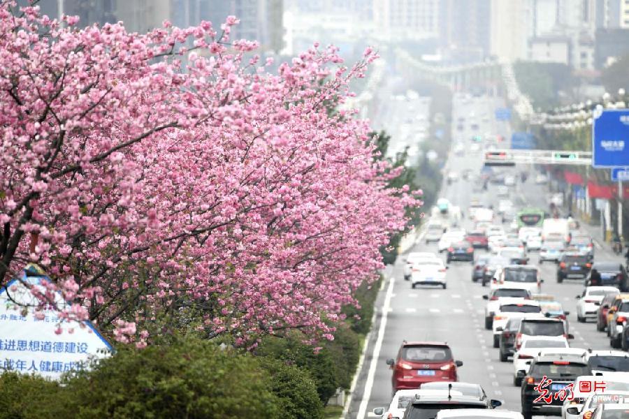 Cherry blossoms in full bloom as spring comes to China(3)