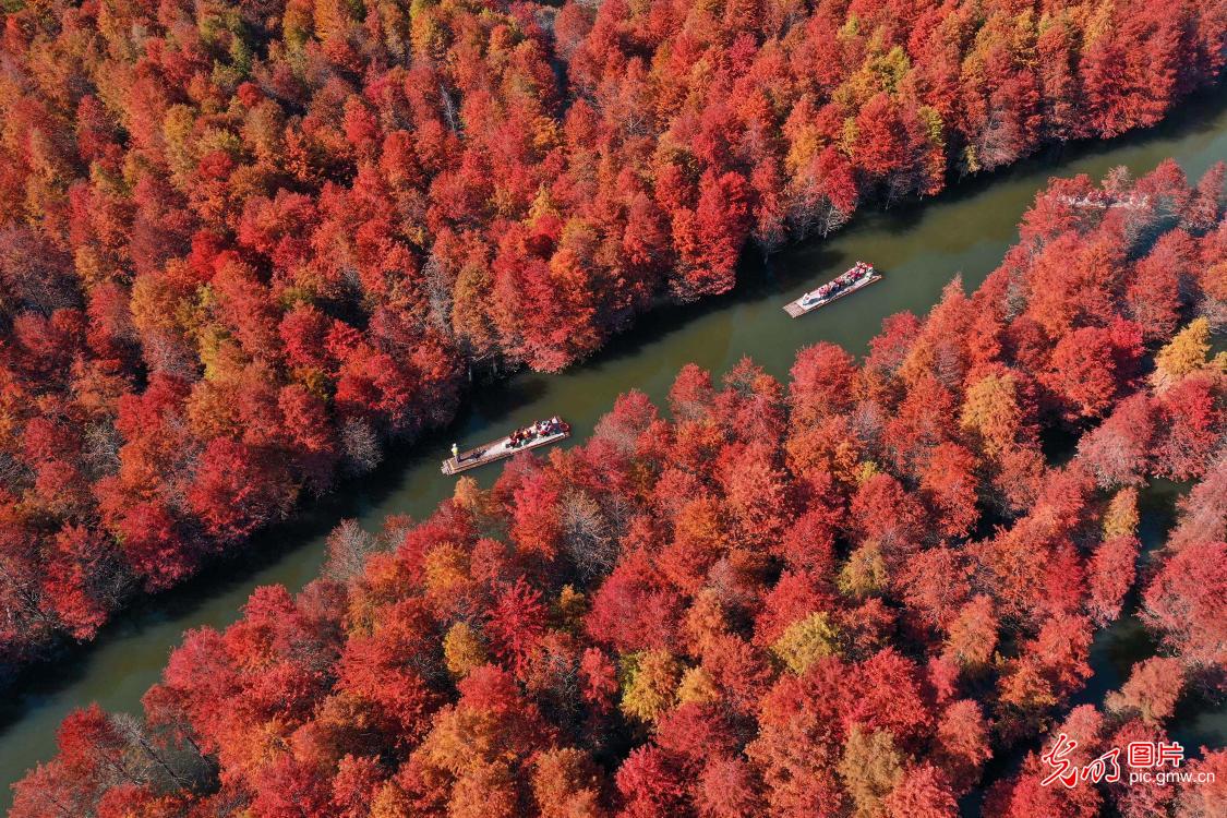 Beautiful scenery of redwood in Ningguo, E China’s Anhui(2)