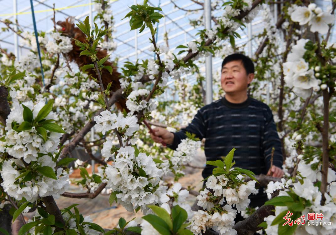 Artificial pollination carried out in E China's Shandong(1)
