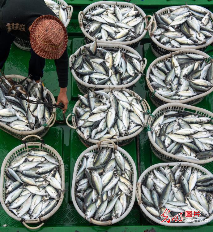 Spring fishing in S China's Hainan Province(1)