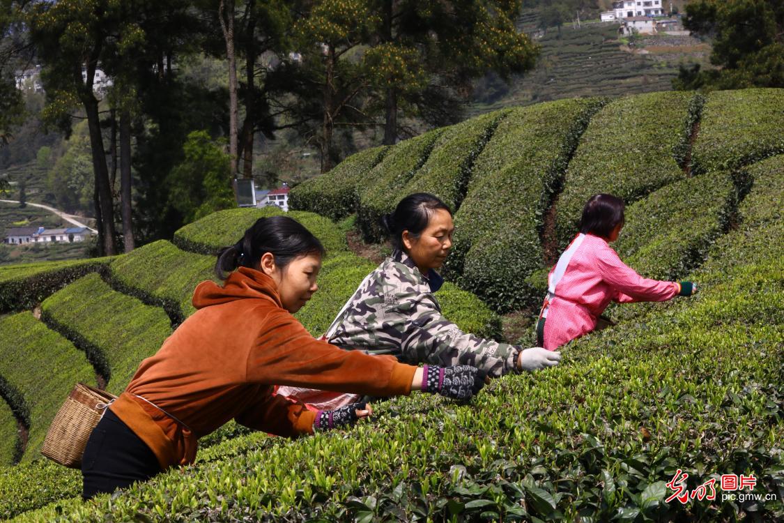 Spring tea picking in full swing in C China's Hubei