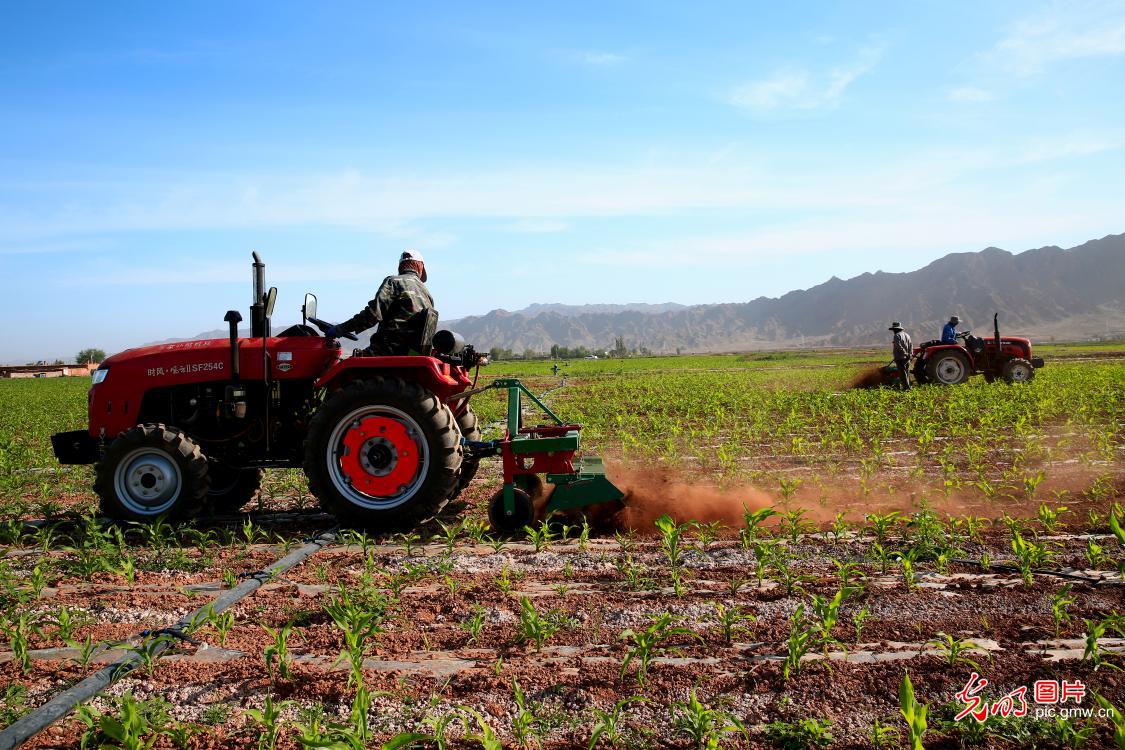 Farmers weeding corn fields in NW China's Gansu Province(2)