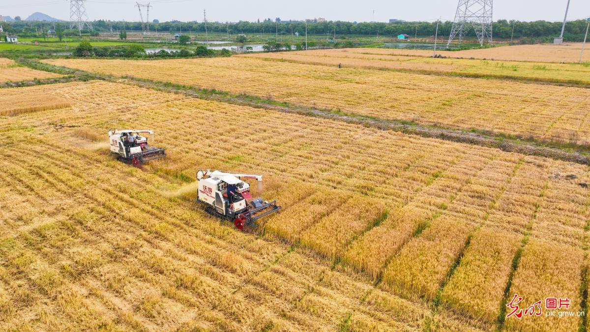 Rice-wheat rotation increases grain yield in E China's Zhejiang ...