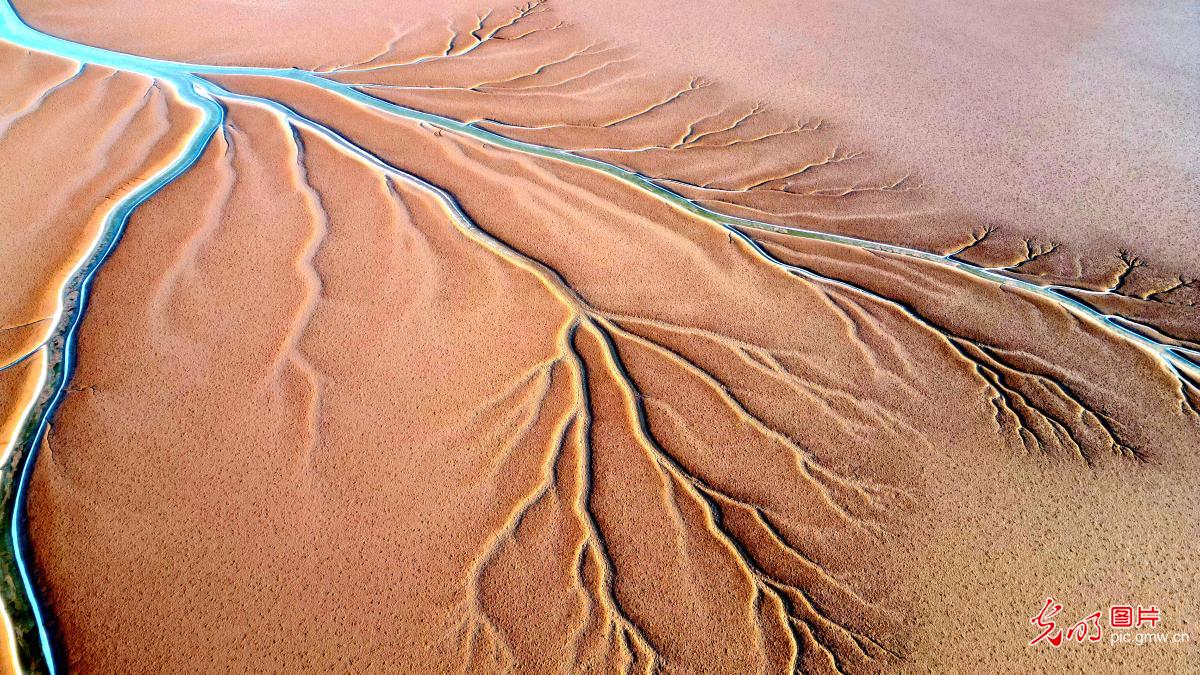 "Tidal Tree" landsacpe seen in E China’s Shandong _Guangming Online