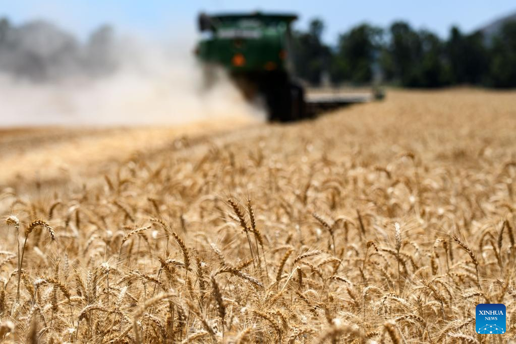 Combine harvester harvests wheat field in Israel _Guangming Online