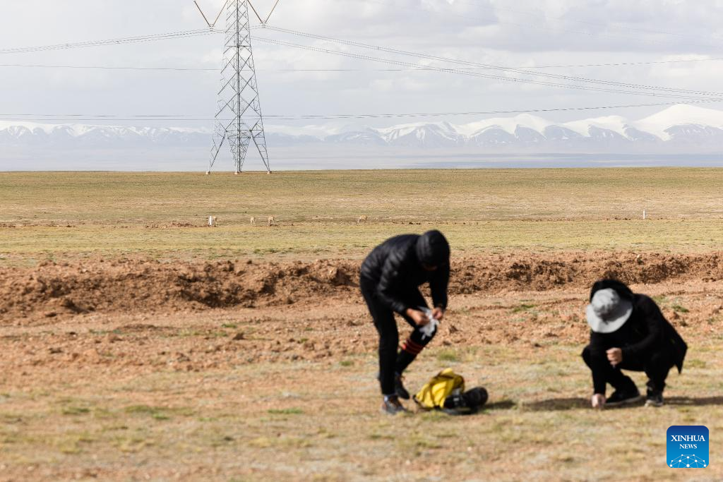 Researcher dedicated to Tibetan antelope protection in NW China's ...