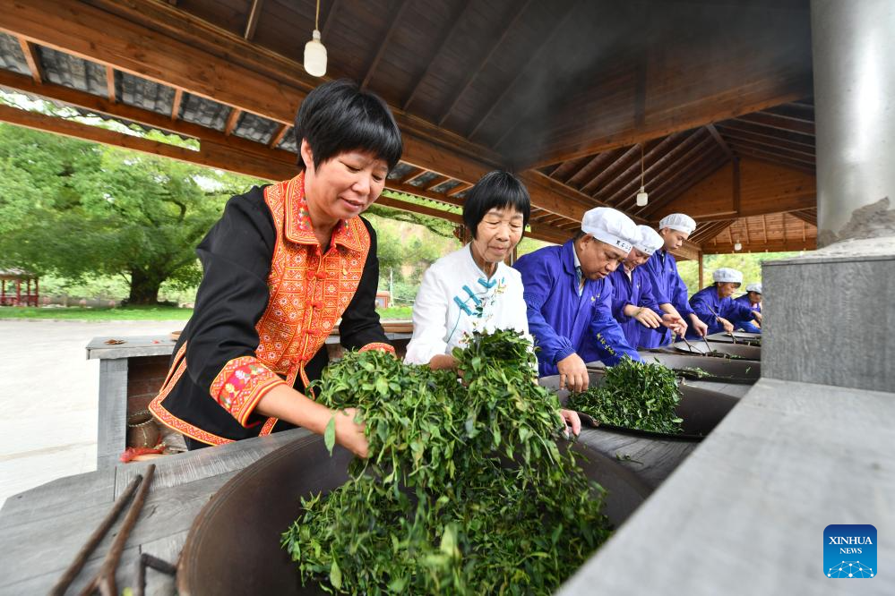 Wuzhou City famous for Liubao tea making in S China's Guangxi ...